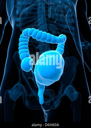 Human megacolon, illustration Stock Photo - Alamy