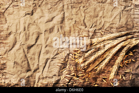 Close up of spikelets with seeds on a blurred background of grass ...