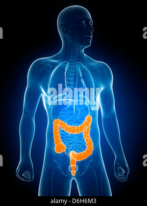 Healthy large intestine artwork Stock Photo - Alamy