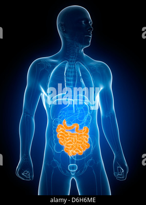 Healthy small intestine artwork Stock Photo - Alamy