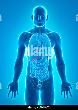 Healthy gallbladder artwork Stock Photo - Alamy