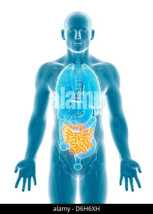 Healthy small intestine artwork Stock Photo - Alamy