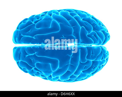 Human brain view from above, hand drawn medical illustration, color ...