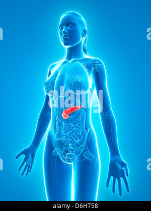 Illustration of female pancreas anatomy Stock Photo - Alamy