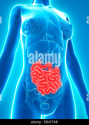 Illustration of the small intestine. This section view labelled ...