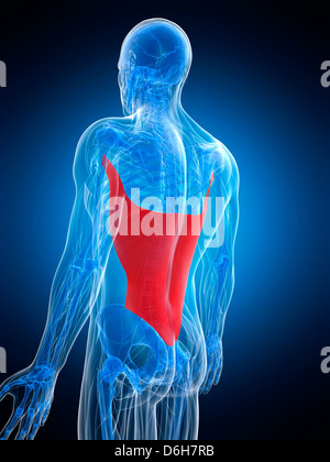 Back muscle, artwork Stock Photo - Alamy