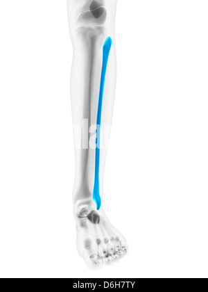 Calf bone, artwork Stock Photo - Alamy