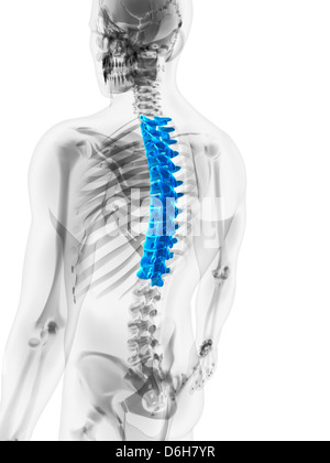 Thoracic spine T 7 bone anatomy for medical concept 3D Illustration ...
