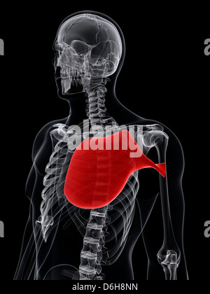 Chest muscle, artwork Stock Photo - Alamy