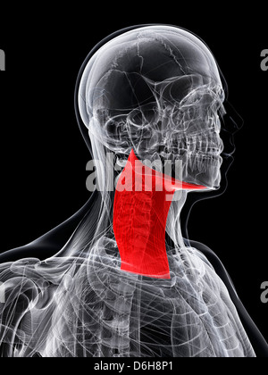 Illustration of the platysma muscle Stock Photo - Alamy