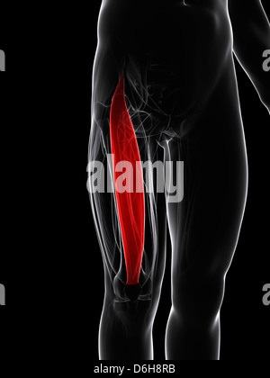 Rectus Femoris Muscle anatomy for medical concept 3D illustration Stock ...