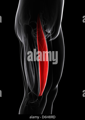 Rectus Femoris Muscle anatomy for medical concept 3D illustration Stock ...