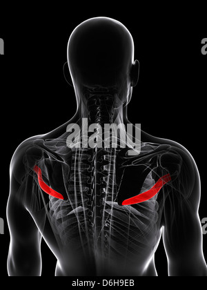 Illustration of the teres major muscle Stock Photo - Alamy