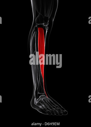 Illustration of the tibialis anterior muscle Stock Photo - Alamy