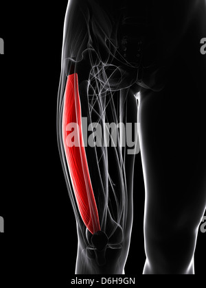 Medical Illustration of Vastus Lateralis Muscle Stock Photo - Alamy