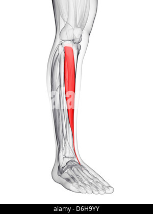 Illustration of the tibialis anterior muscle Stock Photo - Alamy