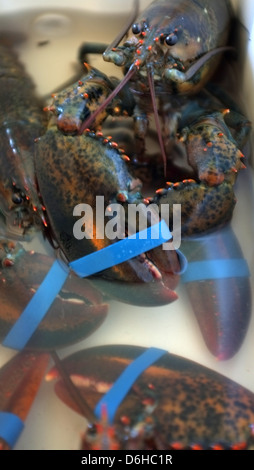 A pot of boiled Atlantic Canadian Lobsters, Englishtown, Nova Scotia ...