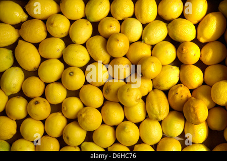 Clusters of fresh ripe yellow lemons on the branches of a lemon tree in ...