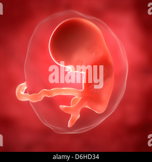 Foetus at 10 weeks, illustration Stock Photo - Alamy
