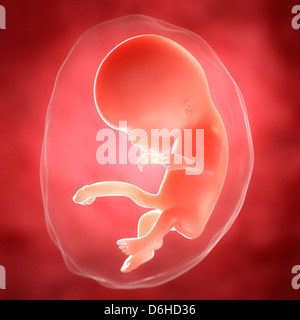 Foetus at 11 weeks, artwork Stock Photo - Alamy