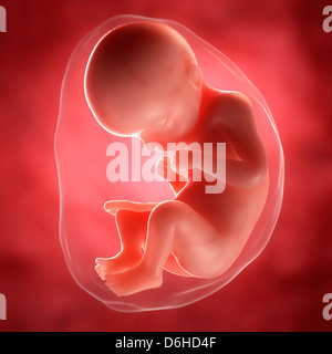 Foetus at 29 weeks, artwork Stock Photo - Alamy