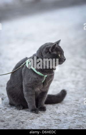 russian blue cat cat in the harness outdoor Stock Photo - Alamy