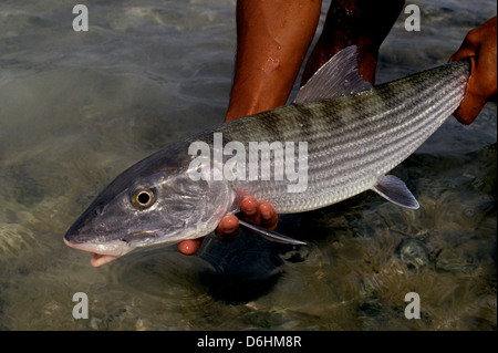 A fly fisherman releasing a bonefish (Albula vulpes) underwater in ...