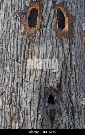 Holes in a tree trunk made by wood boring insects possibly wood wasps ...