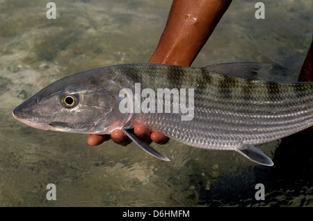 A fly fisherman releasing a bonefish (Albula vulpes) underwater in ...