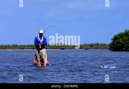 A fly fisherman fighting a bonefish (Albula vulpes) in Ascension Bay ...