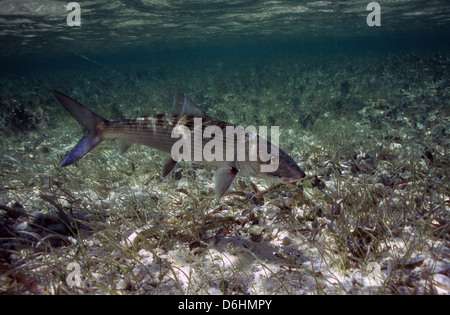 flats fishing for Bonefish, Albula vulpes, Stiltsville, Biscayne Stock ...