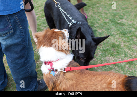 two dogs sniffing at each other Stock Photo - Alamy