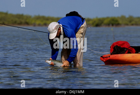 A fly fisherman releasing a bonefish (Albula vulpes) underwater in ...