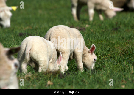 Domestic sheep, lambs playing in a field, Norfolk, UK, March Stock ...