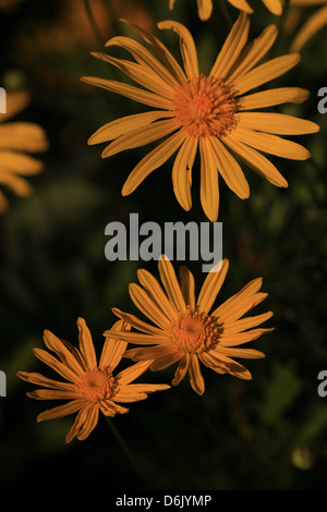 Euryops flowers in the sunset Stock Photo - Alamy