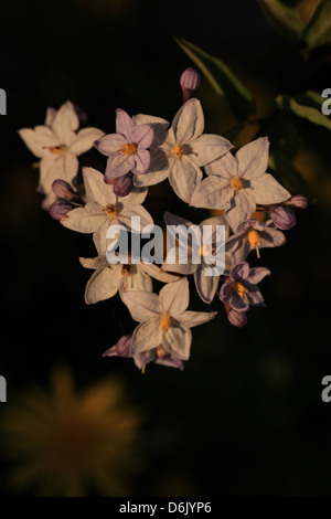 White and blue Solanum jaminoïde flowers in the fall garden at sunset ...