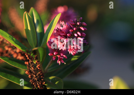 Purple Hebe flowers in the fall garden Stock Photo - Alamy