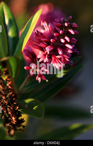 Purple Hebe flowers in the fall garden Stock Photo - Alamy