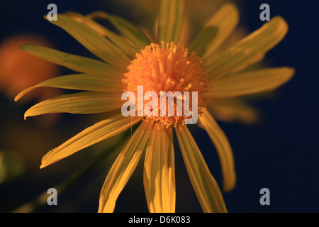 Euryops flowers in the sunset Stock Photo - Alamy