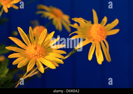 Euryops flowers in the sunset Stock Photo - Alamy