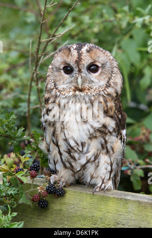 Tawny Owl: Strix aluco. Captive bird, controlled conditions. Hmpshire ...