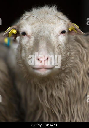 white polled heath Stock Photo - Alamy