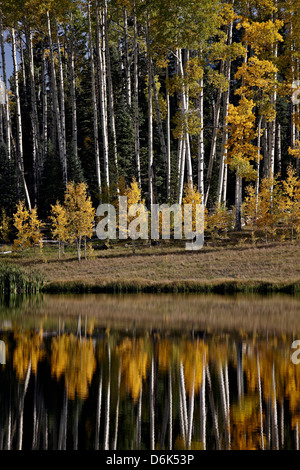 Yellow aspens and evergreens in the fall with rocky mountain, Grand ...