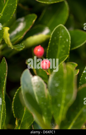 red dewed little berry on green background Stock Photo - Alamy