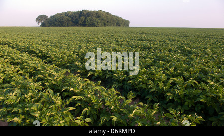 Thriving potato field Stock Photo - Alamy