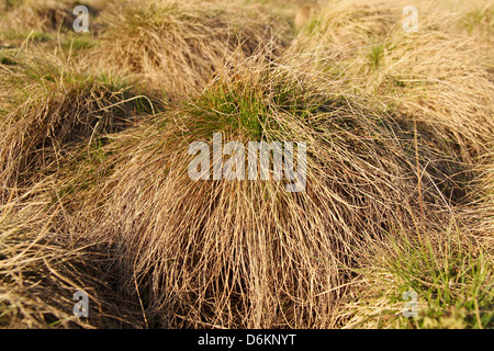 field with clumps of grass Stock Photo: 55753512 - Alamy