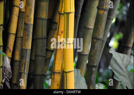 bamboo in the amazon rainforest Stock Photo - Alamy