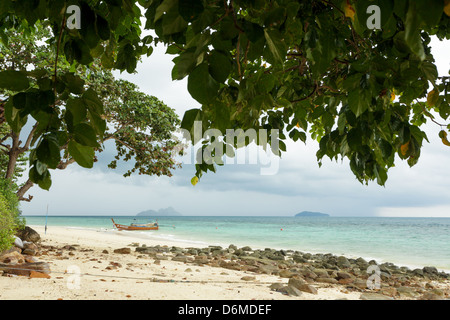 A Beach Almond Tree (Terminalia catappa) with red leaves along the ...
