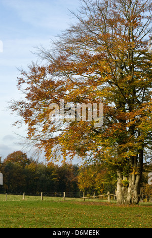 Autumn tree with big bright red leaves. Autumn seasonal background ...