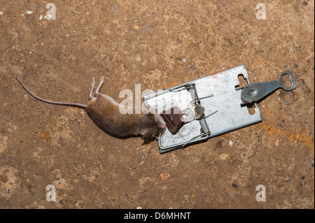 Dead mouse caught in traps on the kitchen pavement. Small mouse in a ...